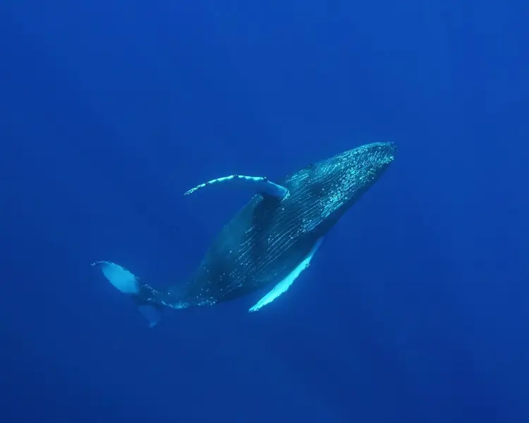 Humpback Whale | Mammals Wiki | Fandom