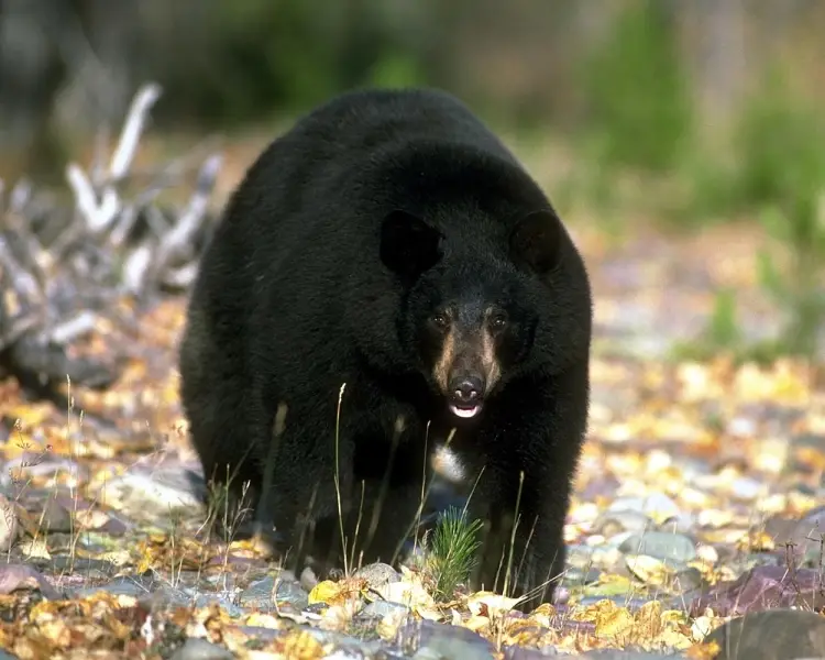 American Black Bear | Mammals Wiki | Fandom