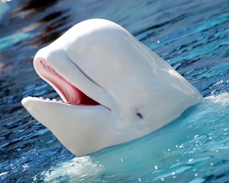 Beluga Whale | Mammals Wiki | Fandom