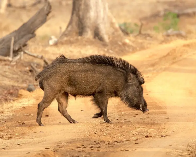Wild Boar | Mammals Wiki | Fandom