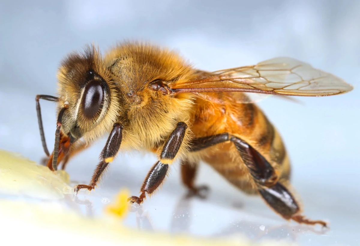 Bee | Man Ham Wiki | Fandom
