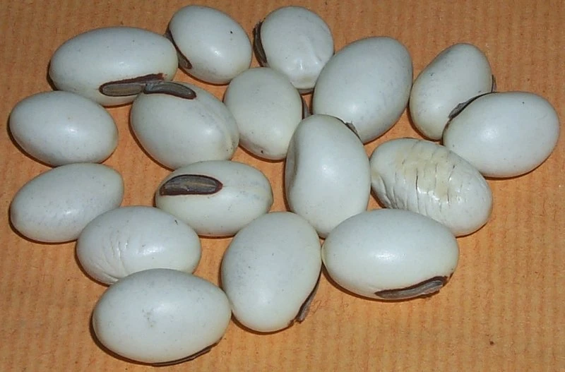 Seeds | Mancala World | Fandom