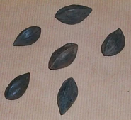 Seeds | Mancala World | Fandom