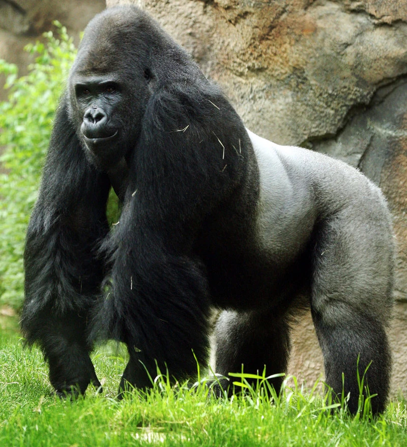 The G Versus G Debate | Manda-LORE Wiki | Fandom