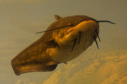 Catfish | Maneater (Video Game) Wiki | Fandom