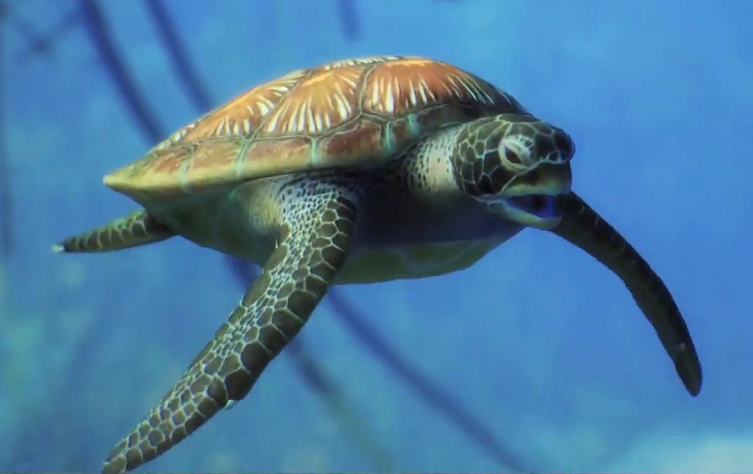 Sea Turtle | Maneater (Video Game) Wiki | Fandom