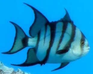 Atlantic Spade - Maneater Wiki