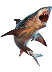 Bull Shark - Maneater Wiki