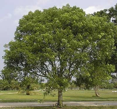 Acajou | Wiki Mangagemu | Fandom