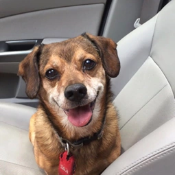 Alex | Manoli Orgs Wiki | Fandom