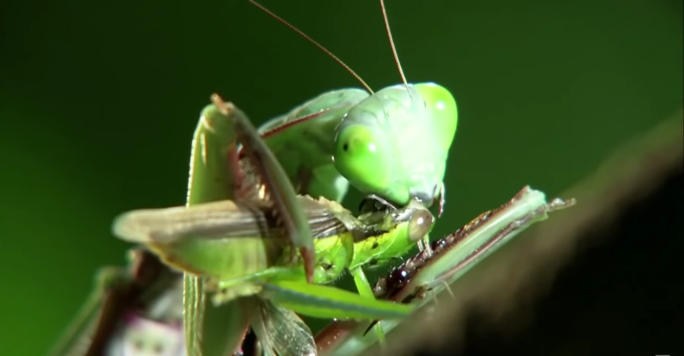 Giant Rainforest Mantis Hierodula Majuscula 'Giant Rainforest