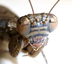 Tarachodes abyssinicus | Mantis Wiki | Fandom