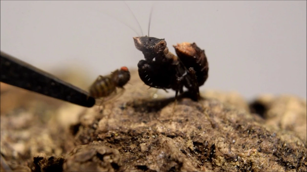 Demon Boxer Mantis | Mantis Wiki | Fandom