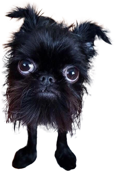 Thanks for 25 Posts! | Manx Ninja Pig Wiki | Fandom