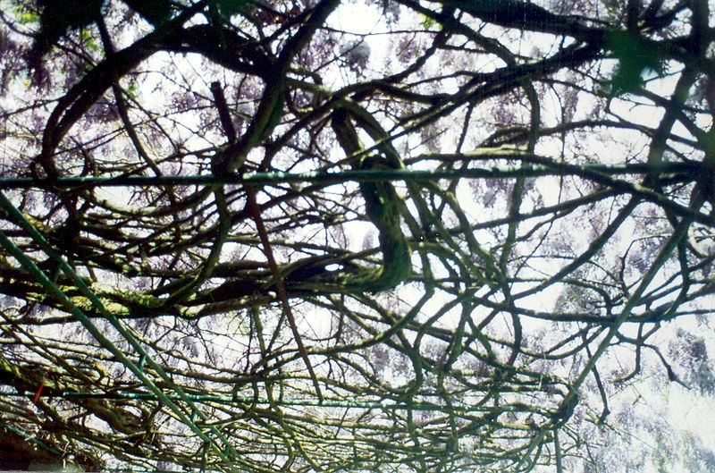 Boqui | Wiki Mapudungun-quintobasico | Fandom