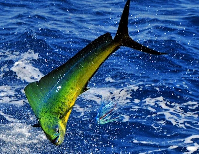 Mahi-mahi | Marine Wiki | Fandom