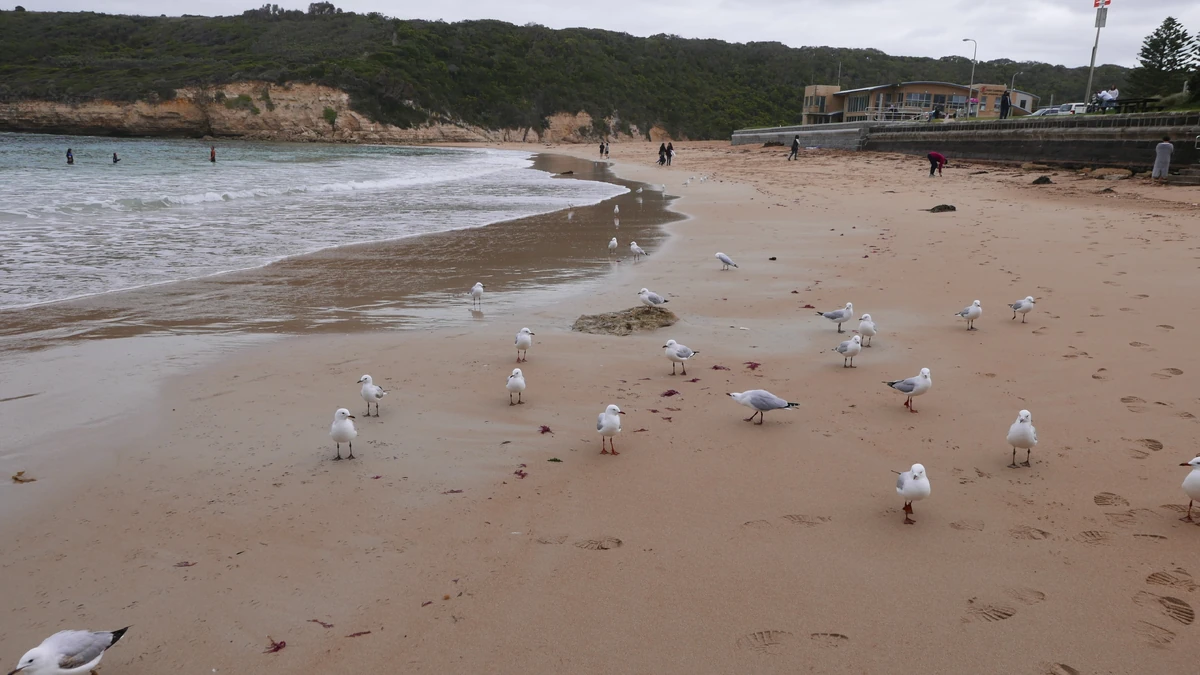 Sea Gulls | Marine Wiki | Fandom