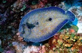 Peacock Flounder | Marine Wiki | Fandom