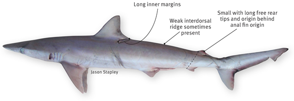 Hardnose Shark Marine Wiki Fandom
