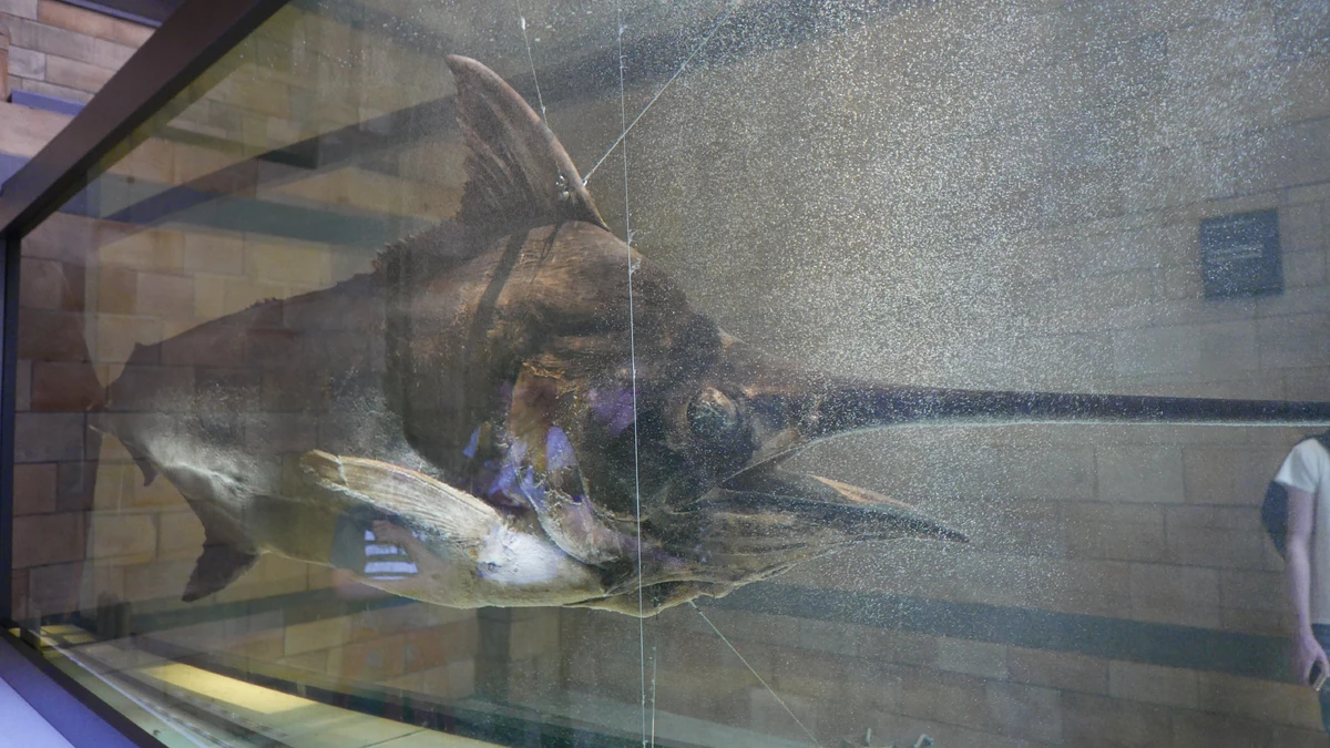 Sword Fish | Marine Wiki | Fandom