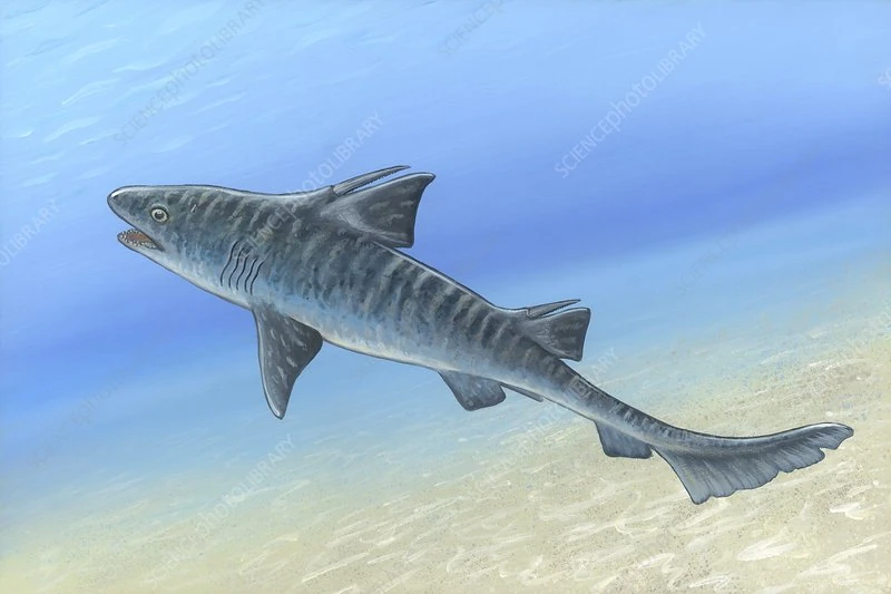 Hybodus | Marine Wiki | Fandom