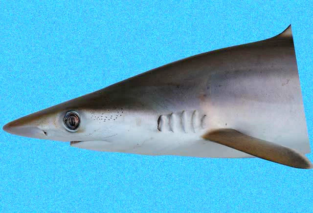 Brazilian Sharpnose Shark | Marine Wiki | Fandom