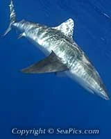 Pigeye Shark | Marine Wiki | Fandom