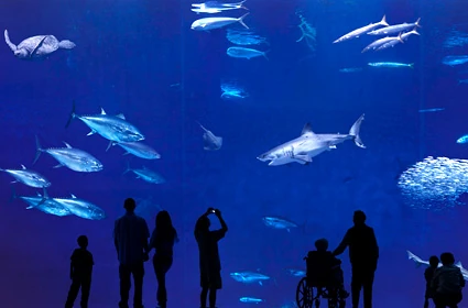 Open Sea Exhibit | Marine Wiki | Fandom