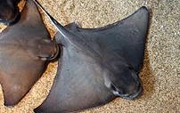 Bat Ray | Marine Wiki | Fandom