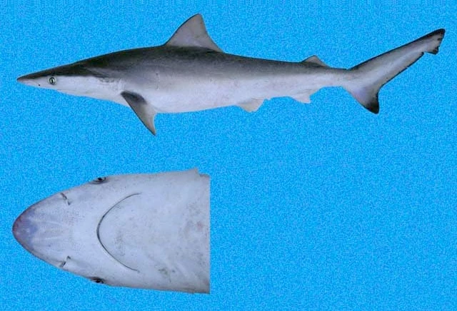 Pacific Smalltail Shark | Marine Wiki | Fandom