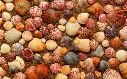 Clams | Marine Wiki | Fandom