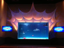 Shark Ray Bay | Marine Wiki | Fandom