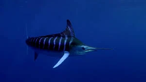 Striped Marlin | Marine Wiki | Fandom