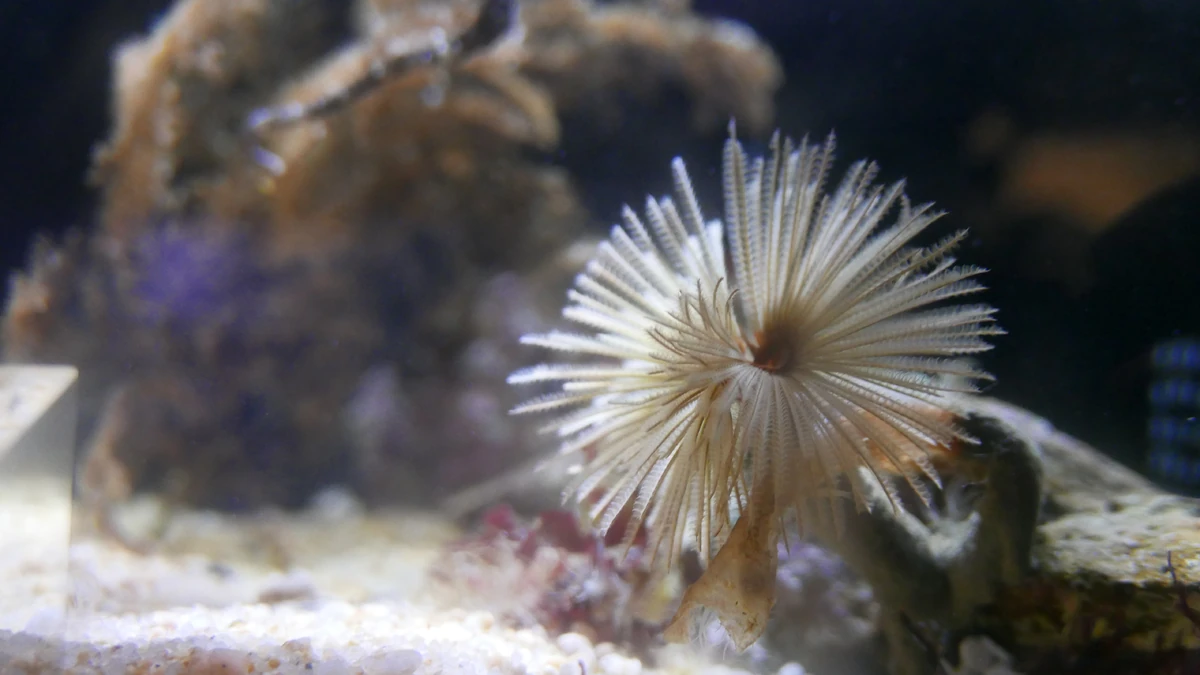 Tube Worms | Marine Wiki | Fandom