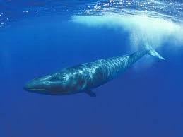 Sei Whale | Marine Wiki | Fandom