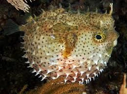 Bridled Burrfish | Marine Wiki | Fandom