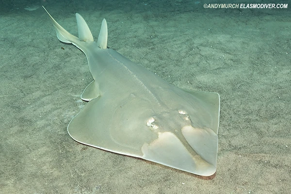 Halavi Guitarfish | Marine Wiki | Fandom