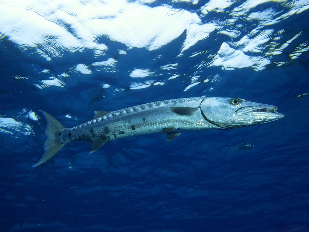 Great Barracuda | Marine Wiki | Fandom