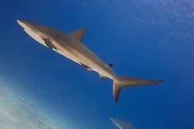 Graceful Shark Finetooth Shark Wikipedia