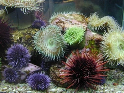 Sea Urchins | Marine Wiki | Fandom