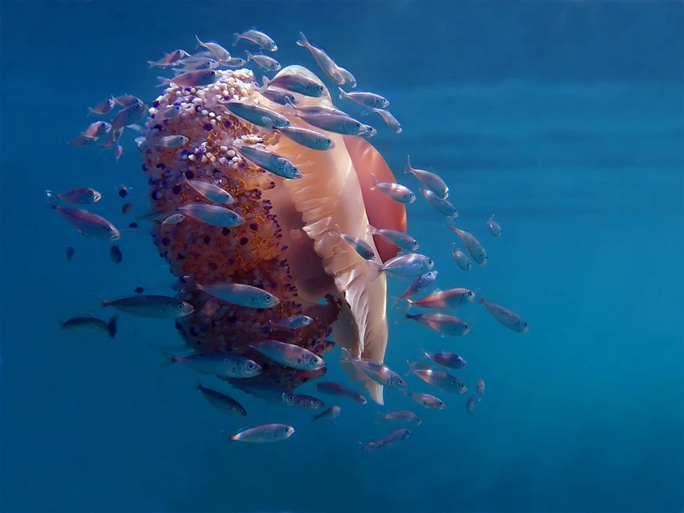 Adriatic Sea | Marine Wiki | Fandom