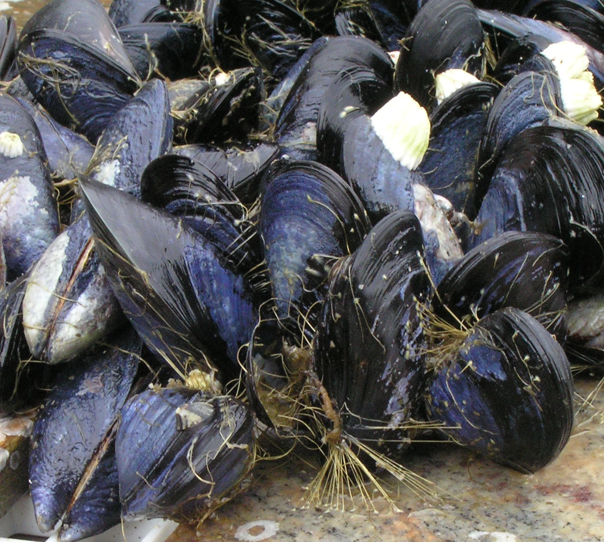Mussels | Marine Wiki | Fandom