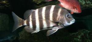 Sheepshead Seabream | Marine Wiki | Fandom