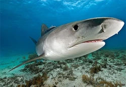 Tiger Shark | Marine Wiki | Fandom