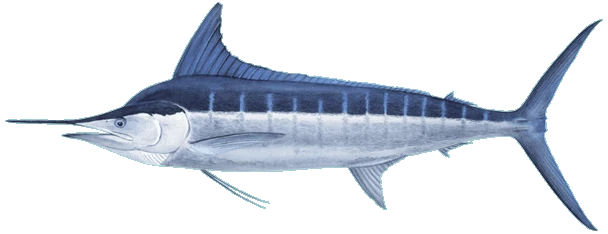 Striped Marlin/Gallery | Marine Wiki | Fandom
