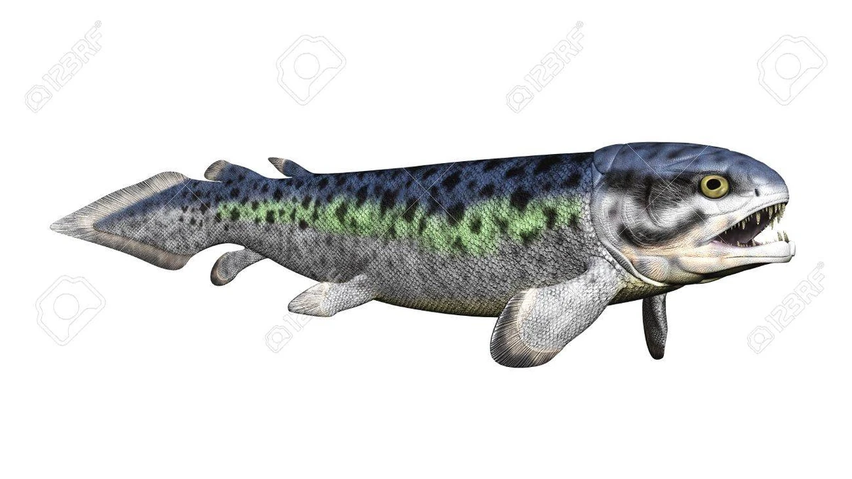Rhizodus | Marine Wiki | Fandom