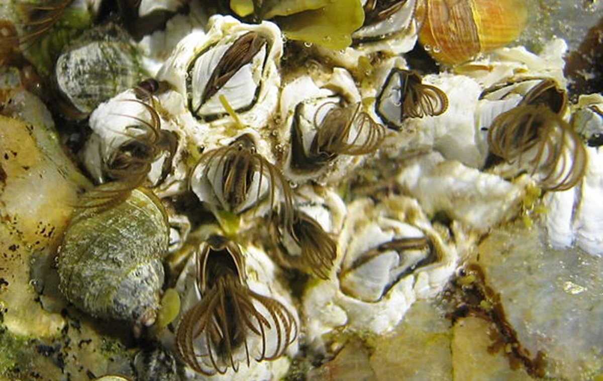 Acorn Barnacles | Marine Wiki | Fandom