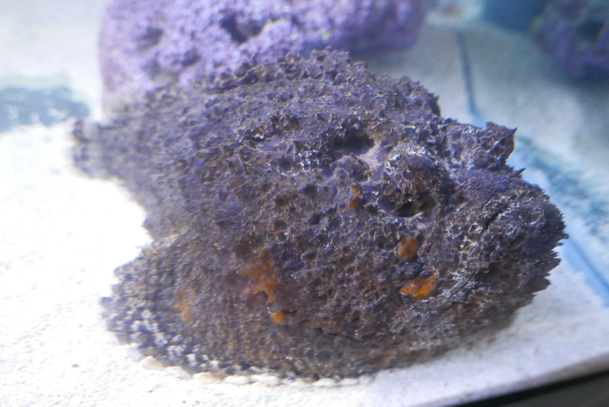 Stonefish/Gallery | Marine Wiki | Fandom