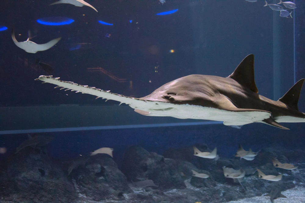Largetooth Sawfish | Marine Wiki | Fandom