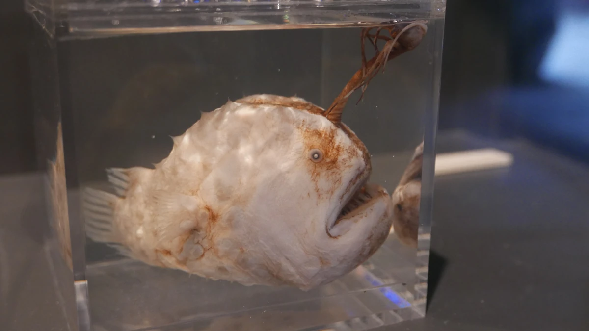 Anglerfish/Gallery | Marine Wiki | Fandom